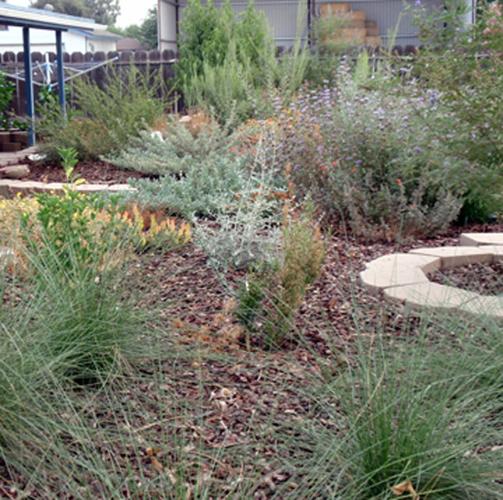 Colors of a native plant garden | Features | recorderonline.com