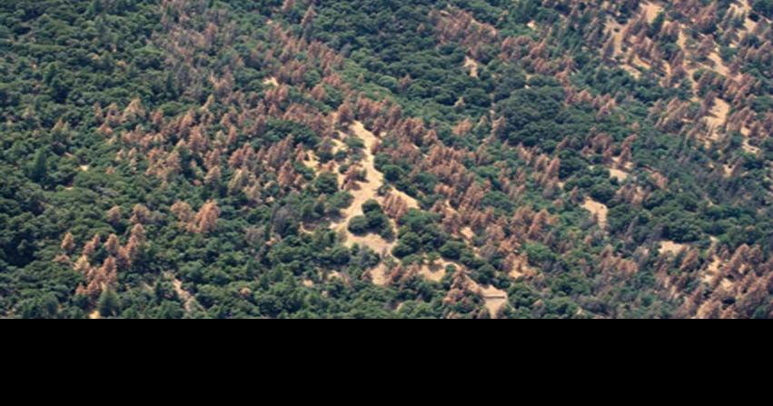 Drought adding extra stress in forest | News | recorderonline.com