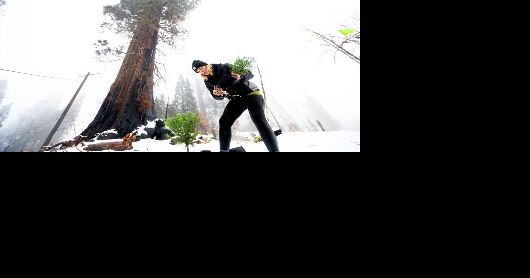 Tiny seedlings of Giant Sequoias rise at Sequoia Crest | Photos ...