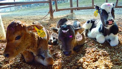 Local cow gives birth to triplets | News | recorderonline.com