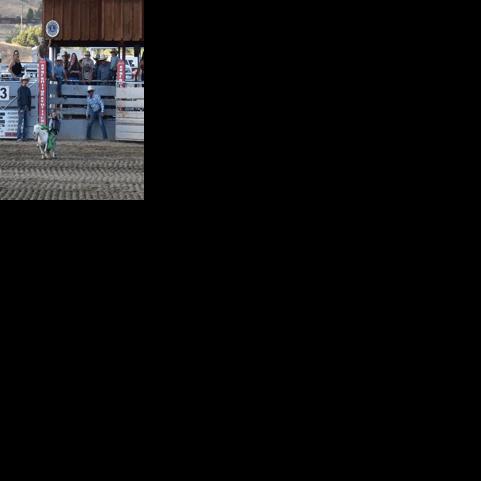 Springville USA Shines Again with Bulls, Broncs and Barrels | Photos ...