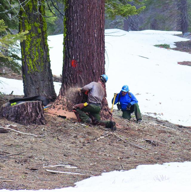 U.S. Forest Service conducts large-scale tree-felling operation | News ...