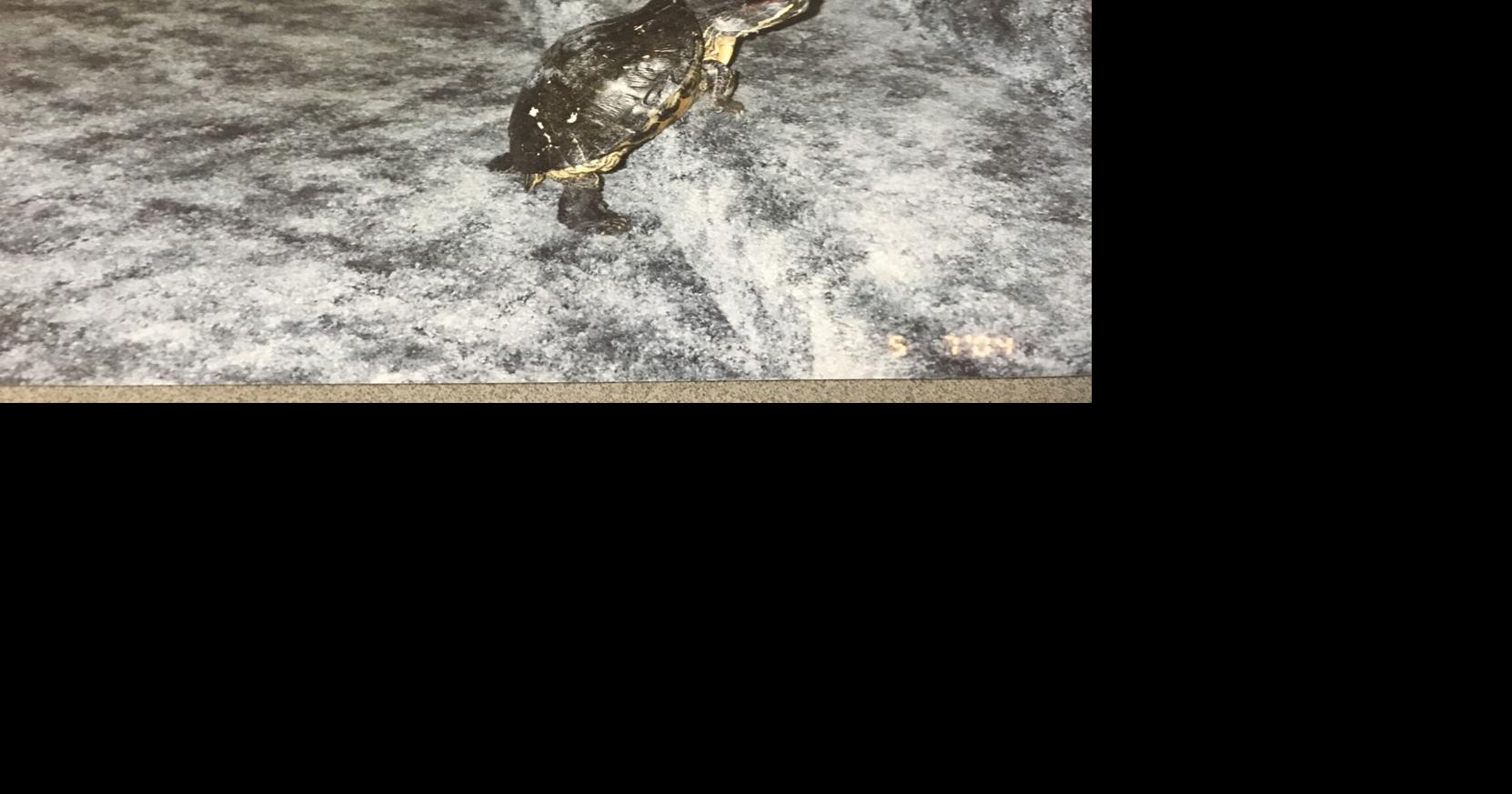 Magoo the turtle has been going for 65 years | Photos | recorderonline.com