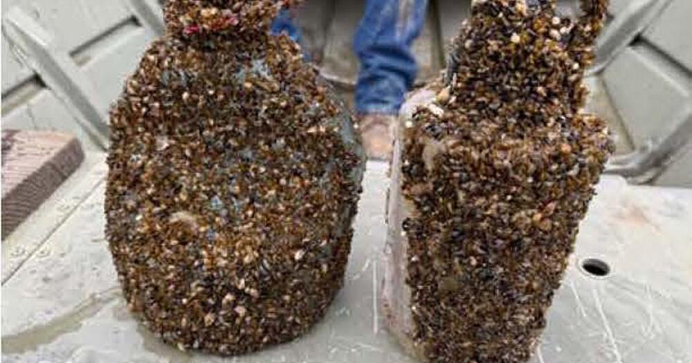 Heavy Lift: FWA approves nearly $500,000 in mussel fight | Photos ...