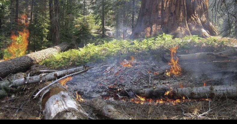 USFS: Low-intensity fires can improve forest landscapes | News ...