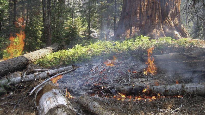 USFS: Low-intensity fires can improve forest landscapes | News ...