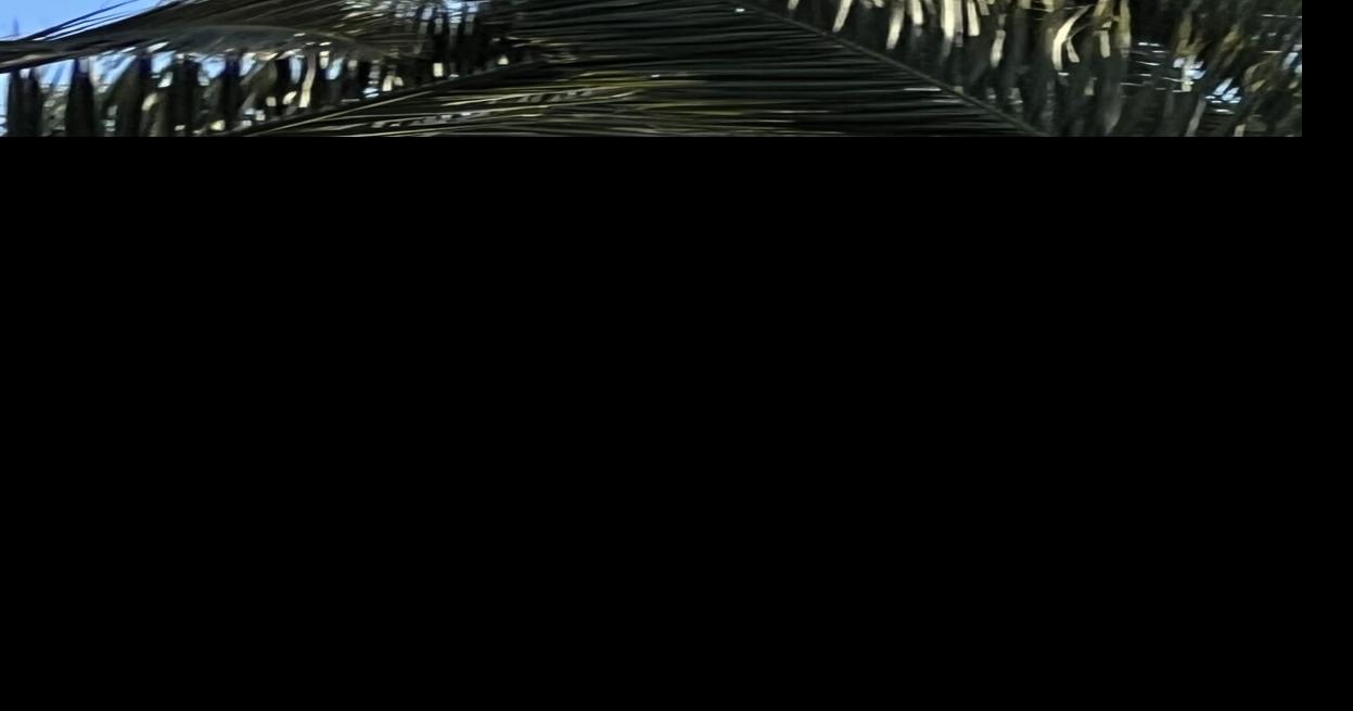 Plenty of Buzz for Buzzard Festival | Photos | recorderonline.com