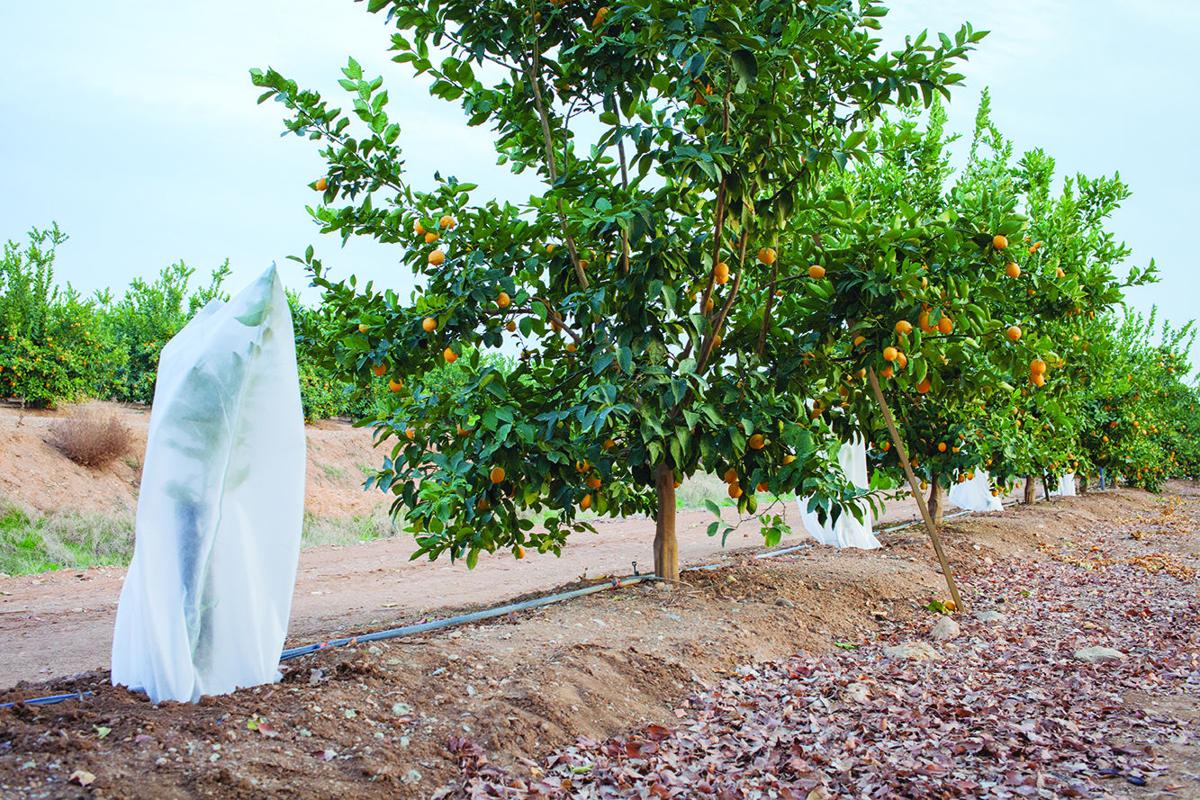 Citrus growers find ways to combat freezes | News | recorderonline.com