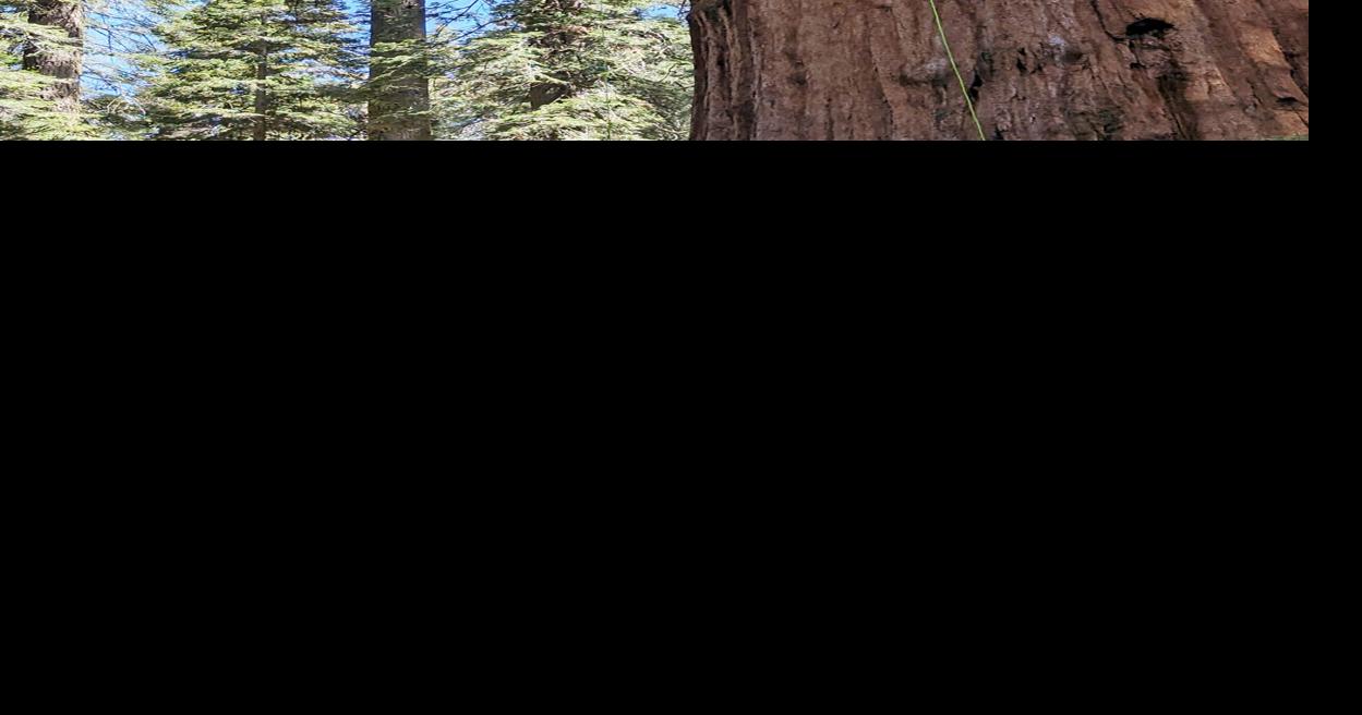 Battling the Beetle: General Sherman still in strong shape | Photos ...