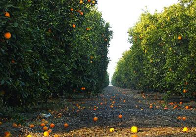 Freeze: Local citrus growers worry about next year’s crop | News ...