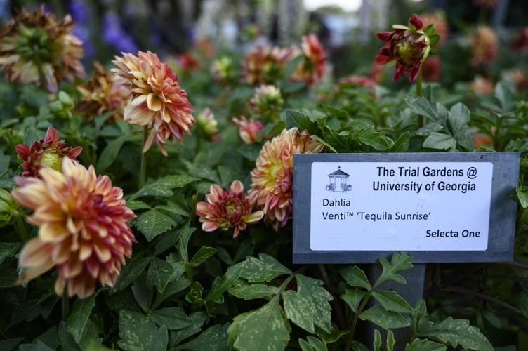 PHOTOS: Amid an empty campus, over 10,000 plants inhabit UGA's Trial ...