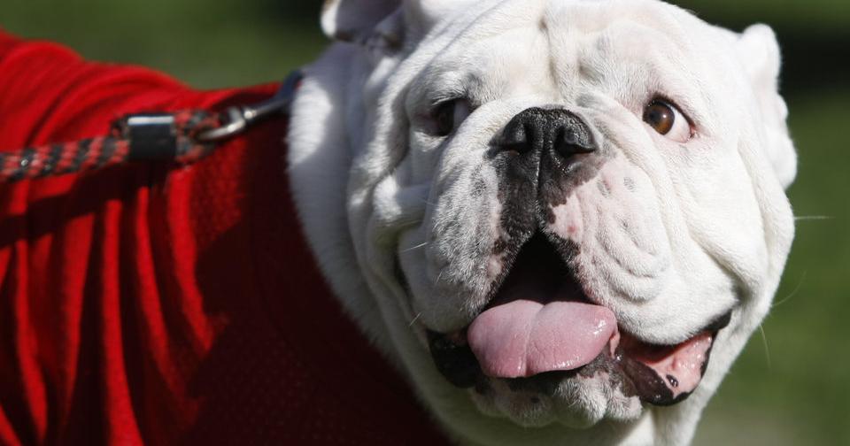A more resilient Uga: Seiler family making changes to breed healthier ...