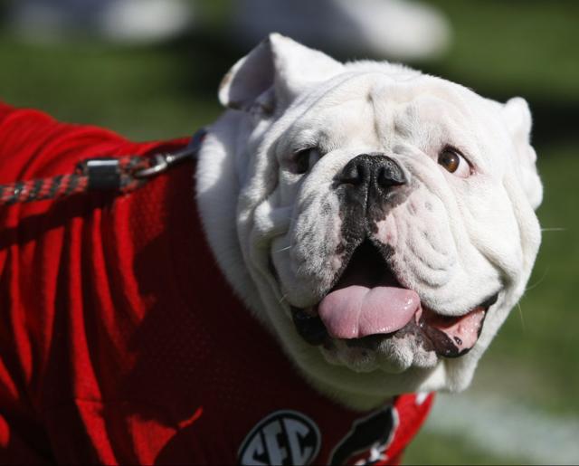 A more resilient Uga: Seiler family making changes to breed healthier ...