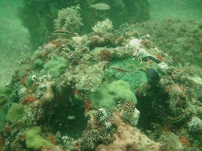 Graduate creates reefs from ashes | News | redandblack.com