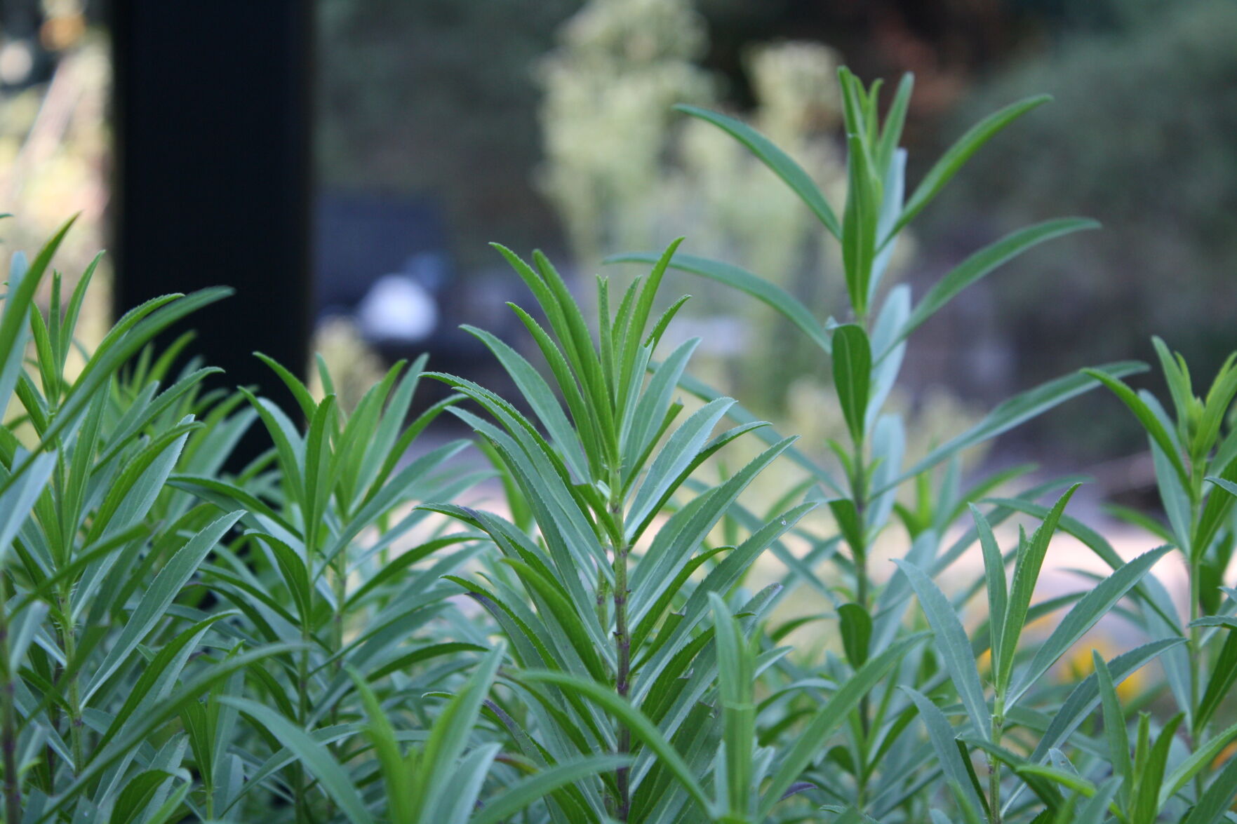 Introducing the plants of UGA's Latin American Ethnobotanical Garden ...