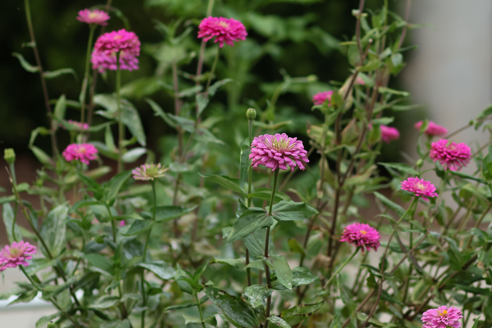 UGA State Botanical Garden showcases Georgia’s hidden fall flowers ...