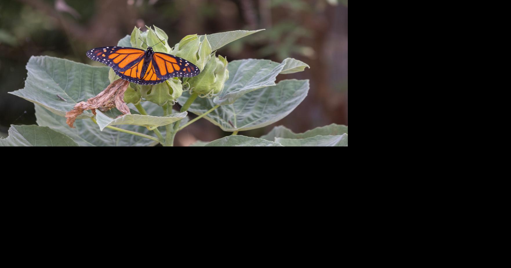 PHOTOS: Insectival at the State Botanical Gardens of Georgia ...