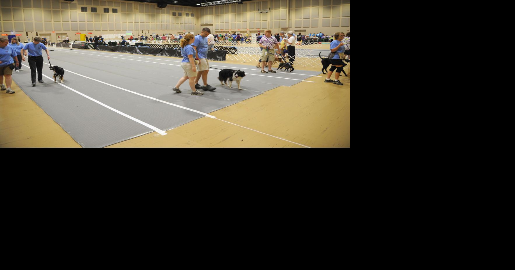 Double Dog Dare, the cutest competition in Athens | Arts & Culture ...