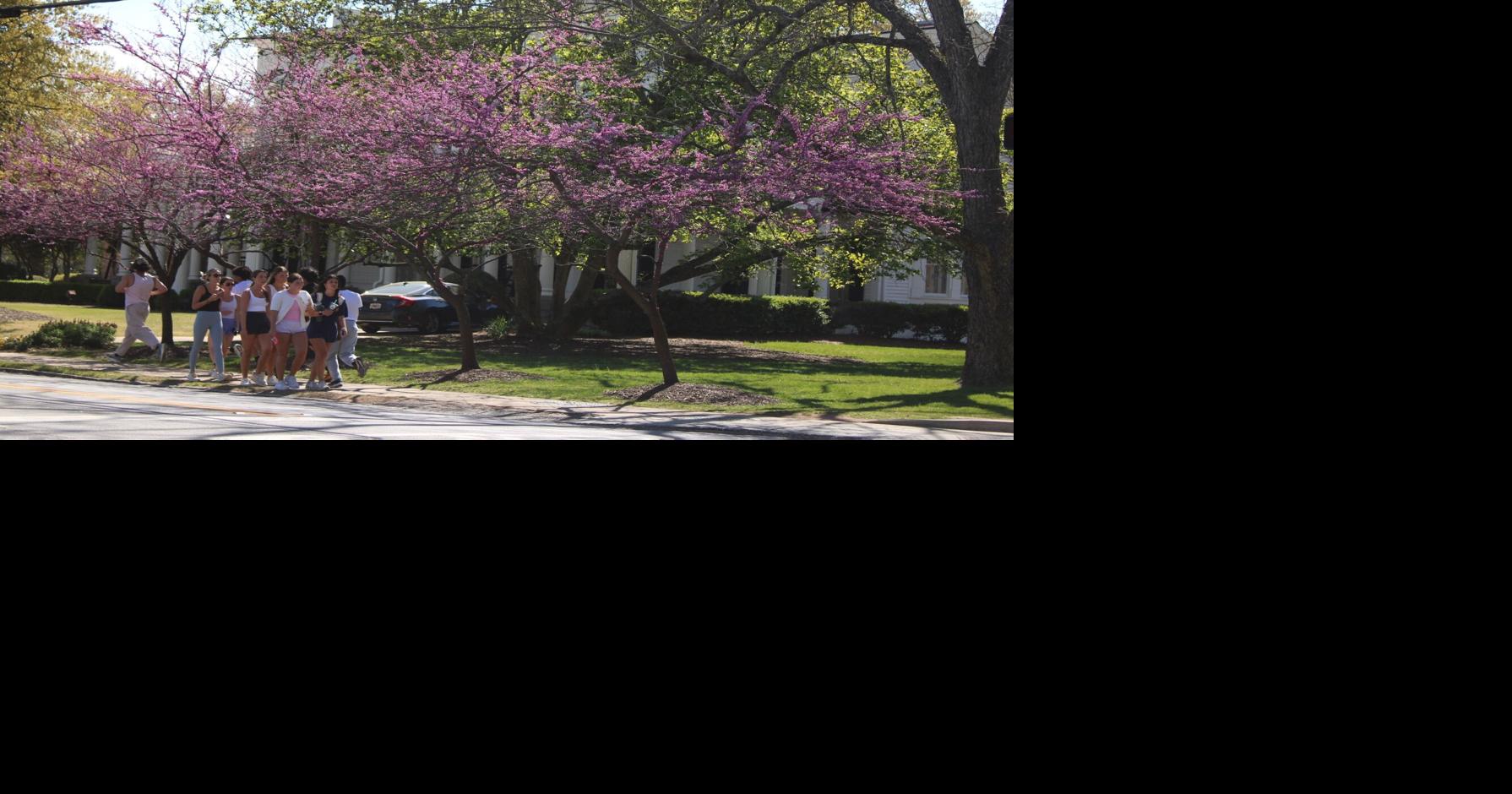 Milledge Avenue’s ‘Milly Walk’ blends UGA tradition with Athens history ...