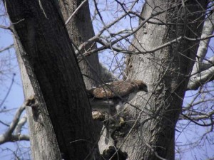 Law students adopt Law Hawk as mascot | News | redandblack.com