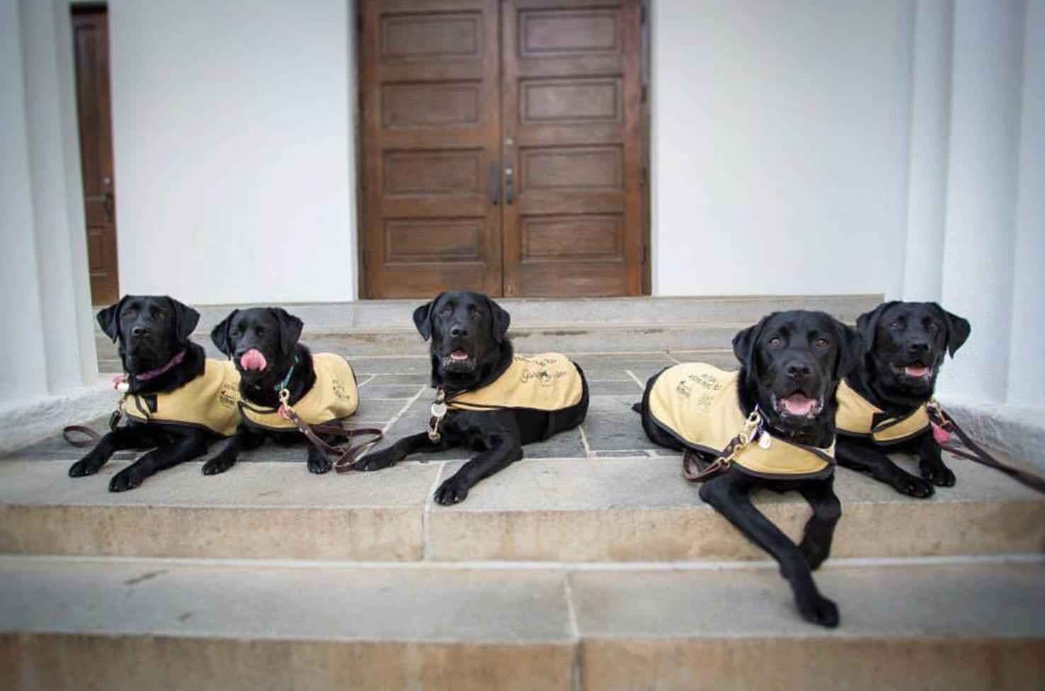 Dawgs training dogs: guide dog training from start to finish | Campus ...
