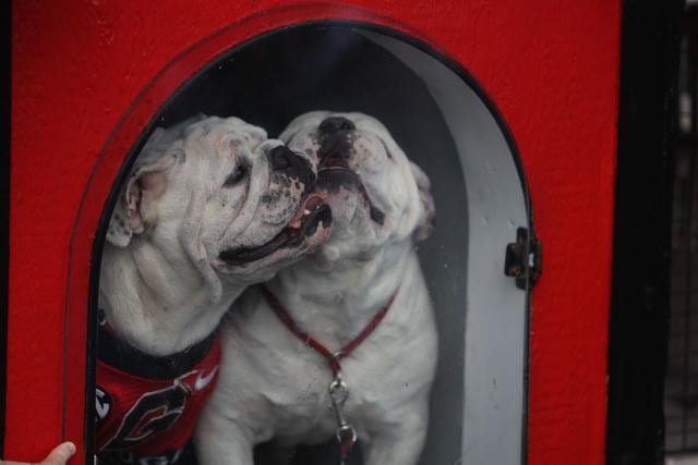 Beloved Bulldogs: Uga through the years | Georgia Sports | redandblack.com