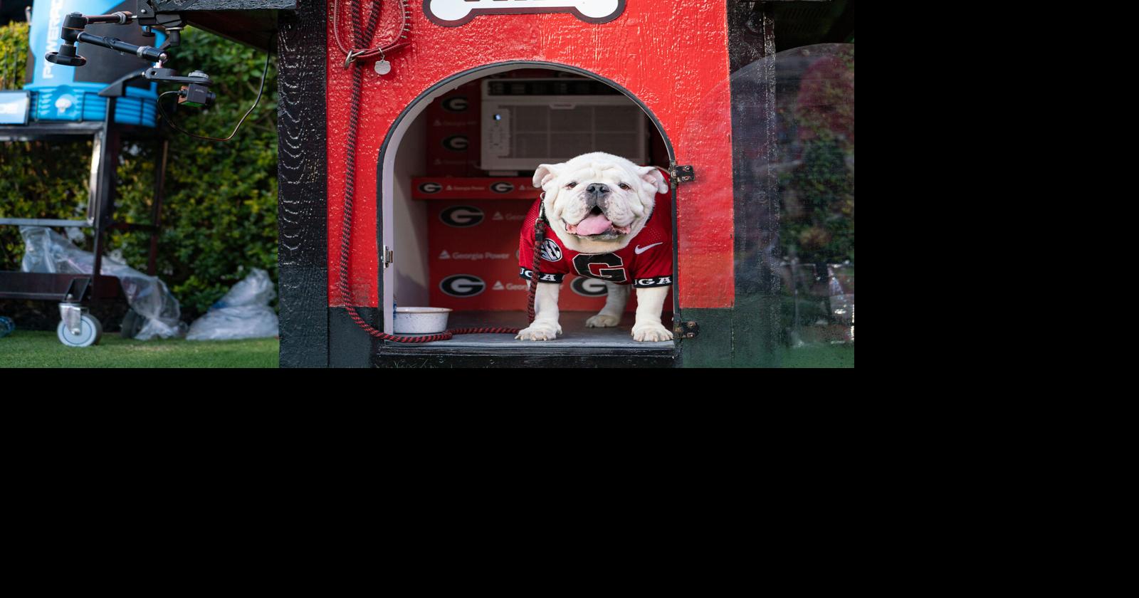 OPINION: Uga X deserves better, not abuse and over-breeding | Opinion ...