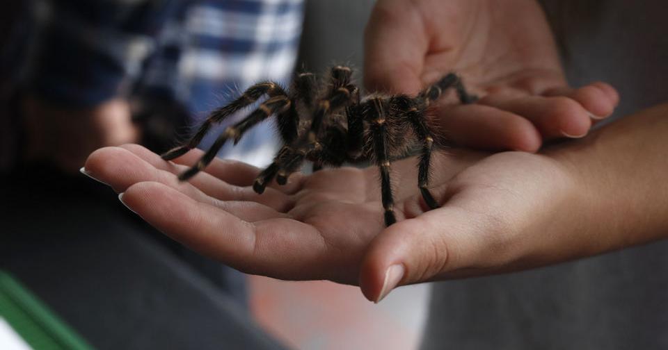 PHOTOS: Buzzed with bugs: UGA Entomology department hosts Octobeefest ...