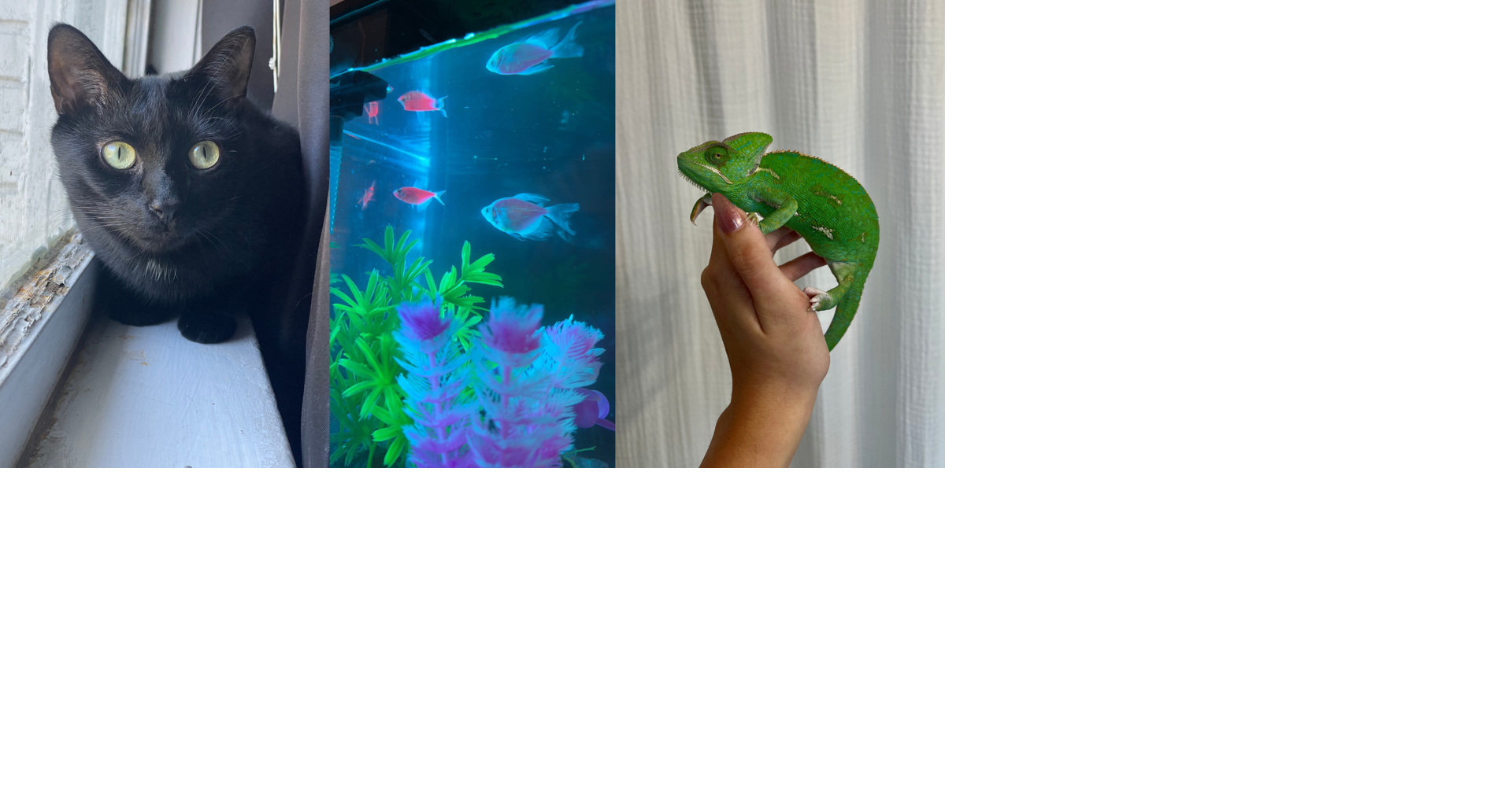 Calm creatures: Meet 3 apartment-friendly pets of UGA students ...