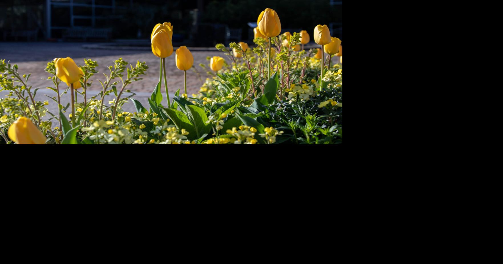 7 ways to welcome spring in Athens | Arts & Culture | redandblack.com