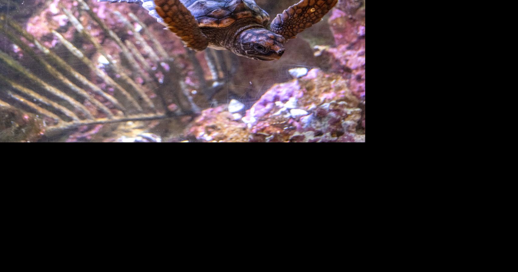 Athens’ Sandy Creek Nature Center fosters rescue loggerhead sea turtle ...