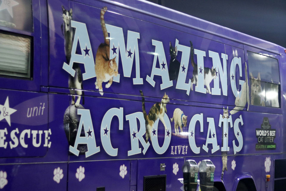 PHOTOS: Performance group 'Acrocats' take the stage to raise awareness ...