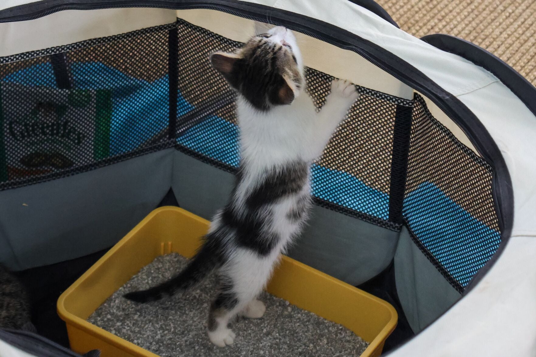 PHOTOS: 10th Annual Kitten Shower | Multimedia | redandblack.com