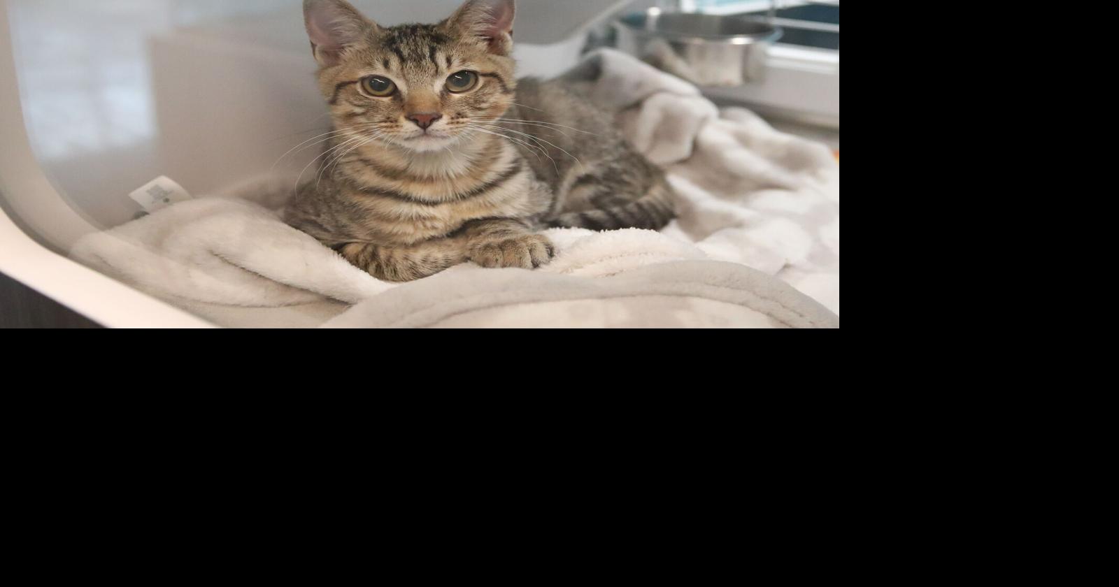 Athens Area Humane Society celebrates 125th anniversary with adoption ...