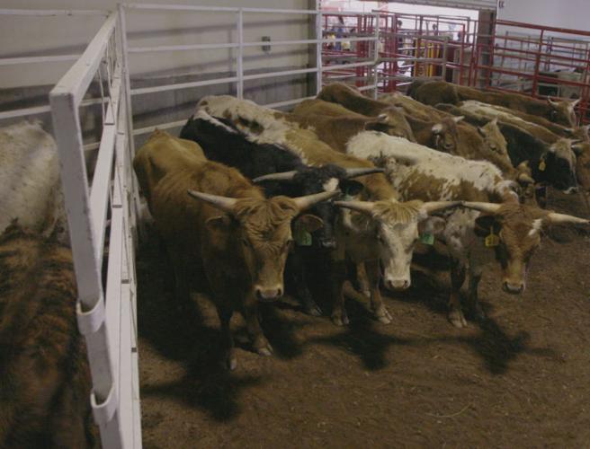 UGA Block and Bridle Hosts Rodeo for Local Elementary Schools | Photo ...