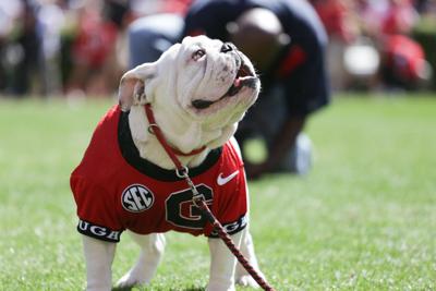 A more resilient Uga: Seiler family making changes to breed healthier ...