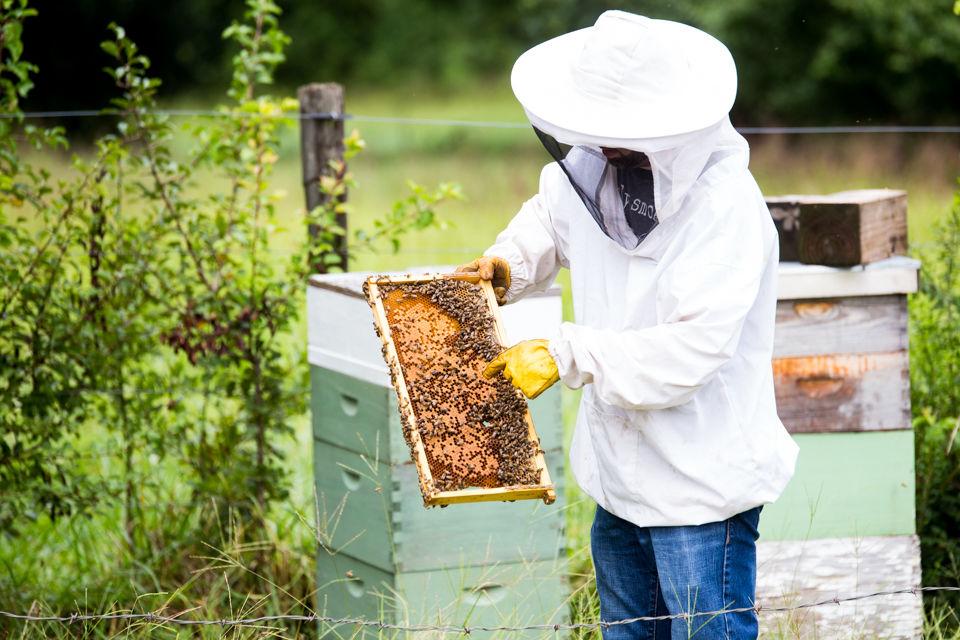 Buzzing businesses: Local beekeepers boast sweet, homegrown honey ...