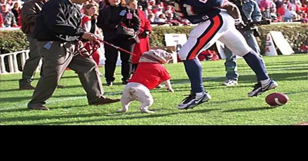 For three figures of famous 'Uga V bites at Auburn player' photo ...