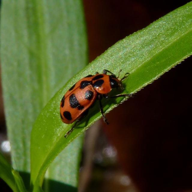 She Blinded Me with Science: Why do I keep finding all of these dead ...