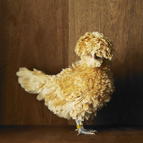 Chicken portraits by Tamara Staples | Variety | redandblack.com
