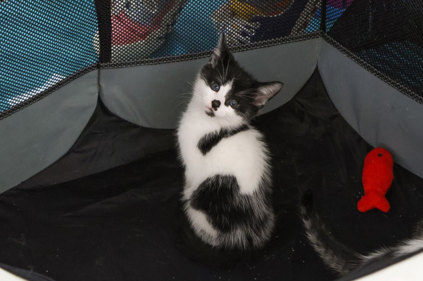 PHOTOS: 10th Annual Kitten Shower | Multimedia | redandblack.com