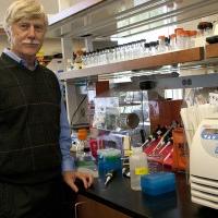 Anemic fish could hold clue to help human condition | News ...