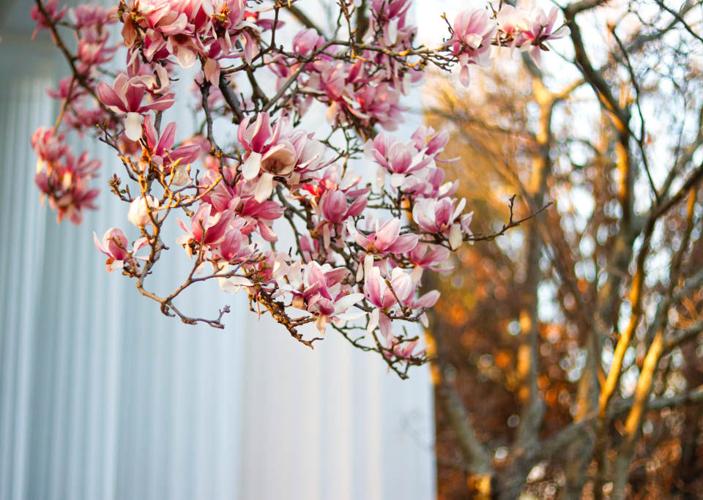 PHOTOS: Spring in Athens | Multimedia | redandblack.com