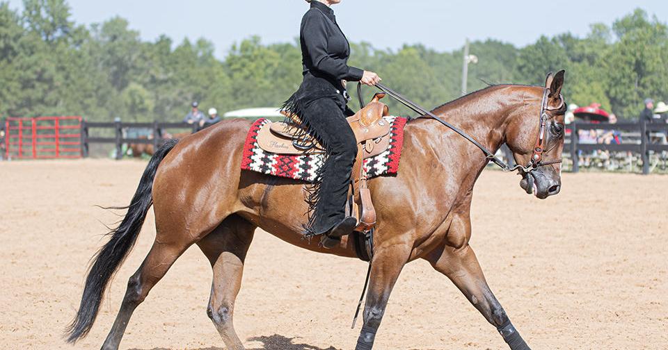 Georgia equestrian concludes fall season with 11-8 loss to South ...
