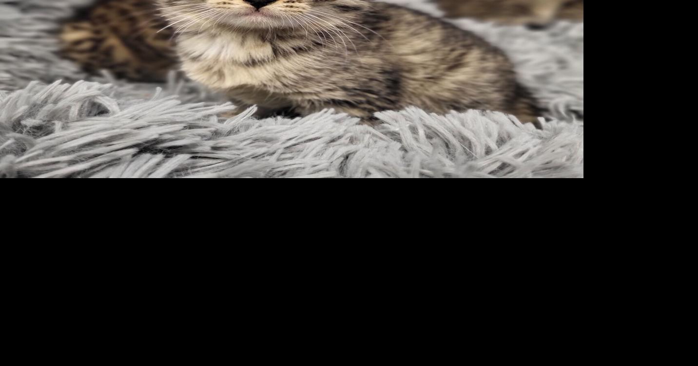 Athens Area Humane Society to host annual Kitten Shower | Arts ...