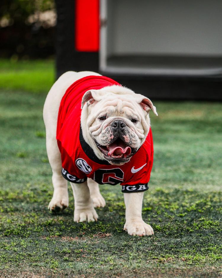 Beloved Bulldogs: Uga through the years | Georgia Sports | redandblack.com