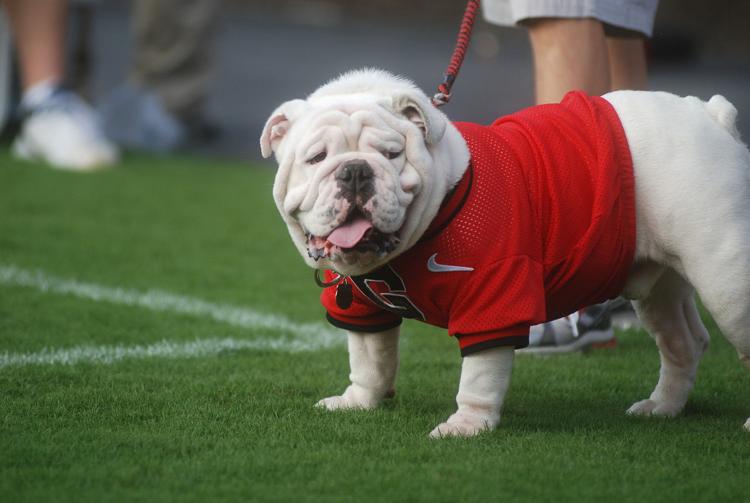 Beloved Bulldogs: Uga through the years | Georgia Sports | redandblack.com