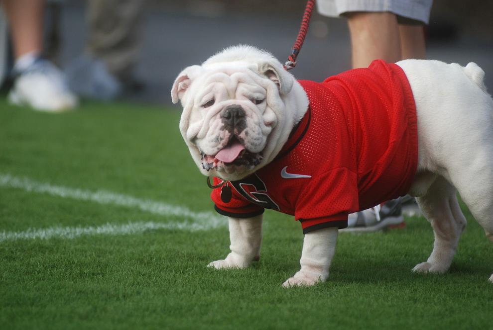 Beloved Bulldogs: Uga through the years | Georgia Sports | redandblack.com