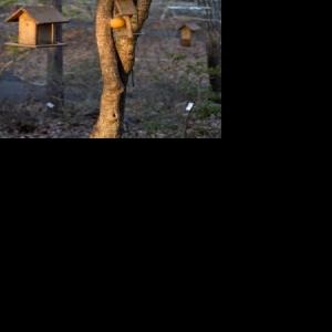 Ramble educates on birds | Variety | redandblack.com