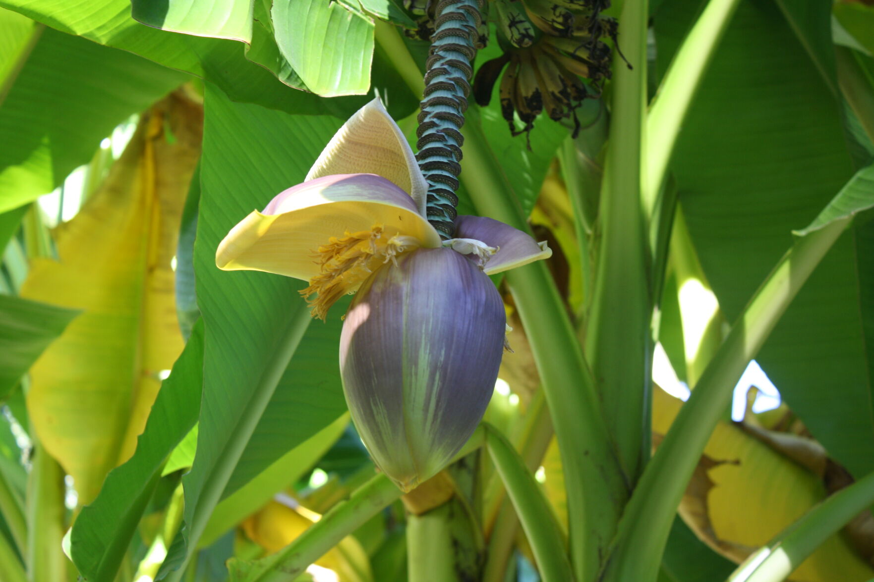 Introducing the plants of UGA's Latin American Ethnobotanical Garden ...